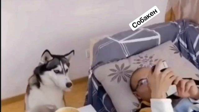 юмор