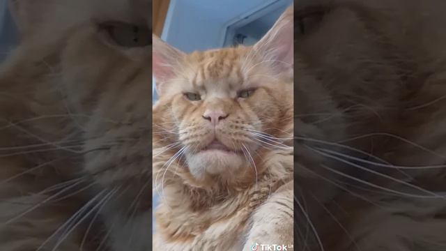 Мейн кун. Кот Джокер. Мужчина в полном расцвете сил!