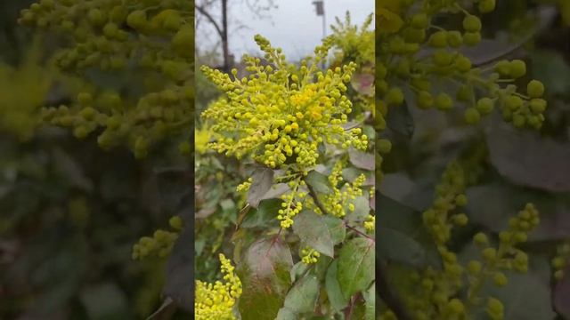 Магония падуболистная! Декоративный кустарник для сада! Шортс.