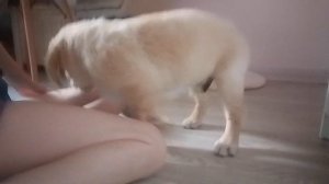 Наш щенок Тайлер. Золотистый ретривер.