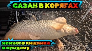 Ловим САЗАНА в корягах. Рыбалка по мелкому хищнику. Астрахань 2024.