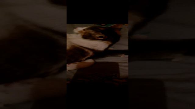 Новорожденные котята с мамой