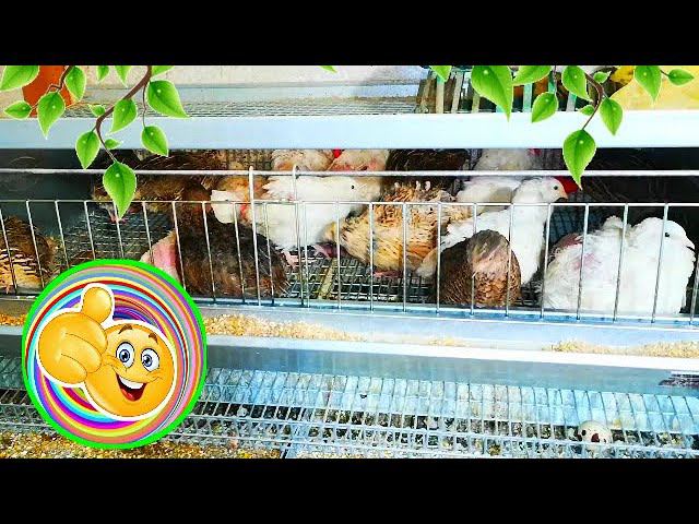 ПЕРЕПЕЛКИ как ХОББИ, содержание, уход и ДЕРЕВНЯ НА ПОЗИТИВЕ