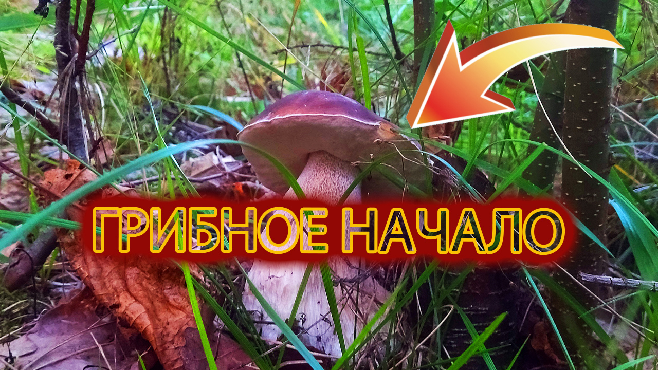 НАЧАЛО ГРИБНОГО СЕЗОНА | ПОДМОСКОВНЫЕ ГРИБНИКИ В ДЕЛЕ