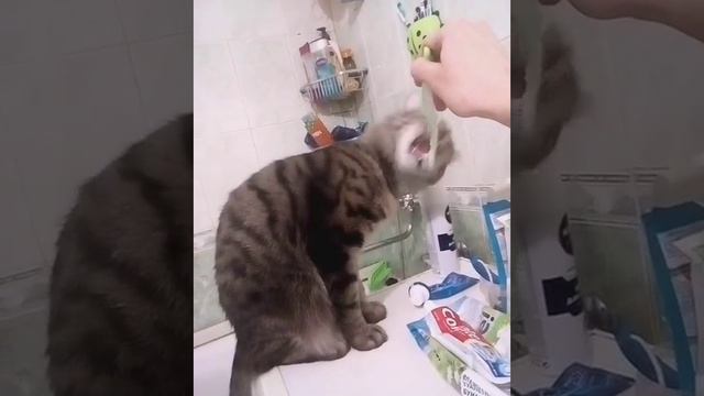 Котовые процедуры))😺☀️