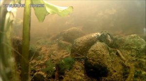 очередное видео про поведение рыб.