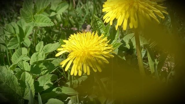 Одуванчики майские! природа среди нас.