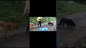 Бурная реакция на других собак