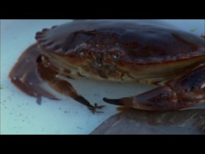 Тайная жизнь водоемов (The Secret Life of Rockpools)