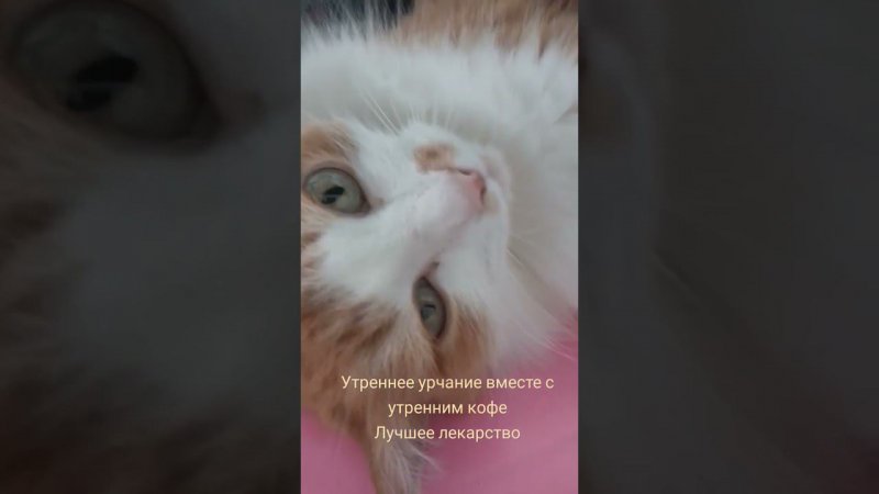 Утреннее урчалкино-шоу #кот #котики #топ #милота