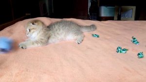 скоттиш фолд