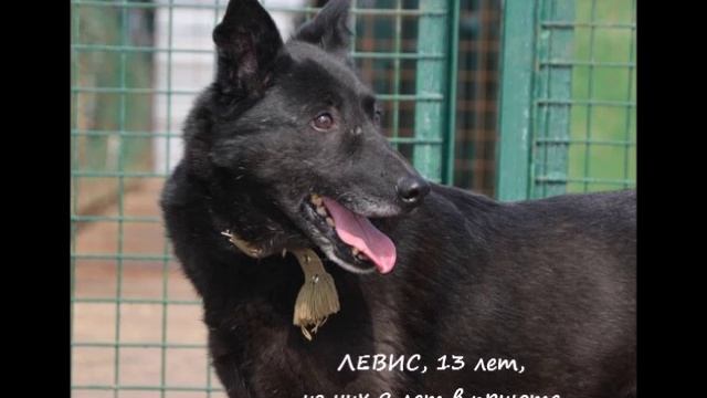 Собаки приюта Кожухово ушли навсегда в 2019г