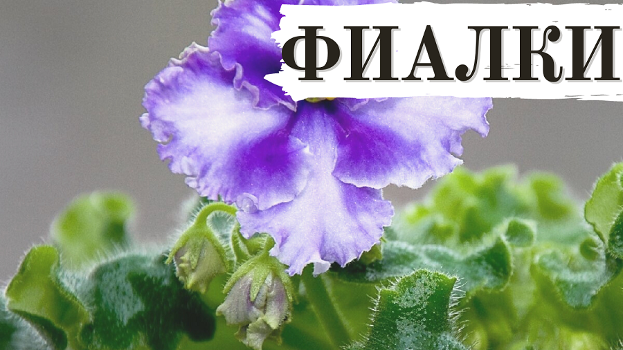 ФИАЛКИ. РАЗМНОЖЕНИЕ ЛИСТОМ