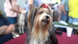 12 канал выставка собак