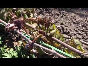 Заморозки Воронежская область. Май 2024. Виноград.