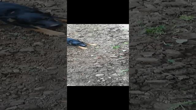 что то страшное рычит.