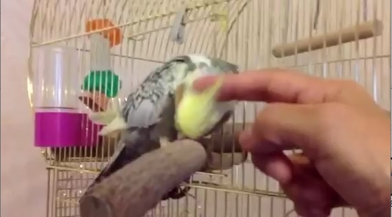 Игрушка из пуговиц помогла приручить погладить попугая. Попугай корелла обожает нежности