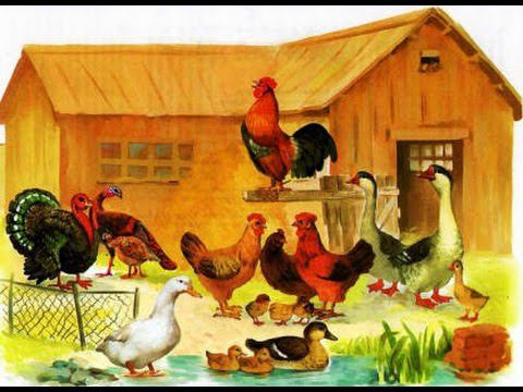 Курятник Мечты! 10 Идей, от Которых Вы Офигеете