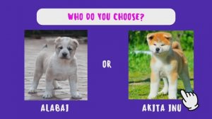 Which dog do you choose? - Quiz in English