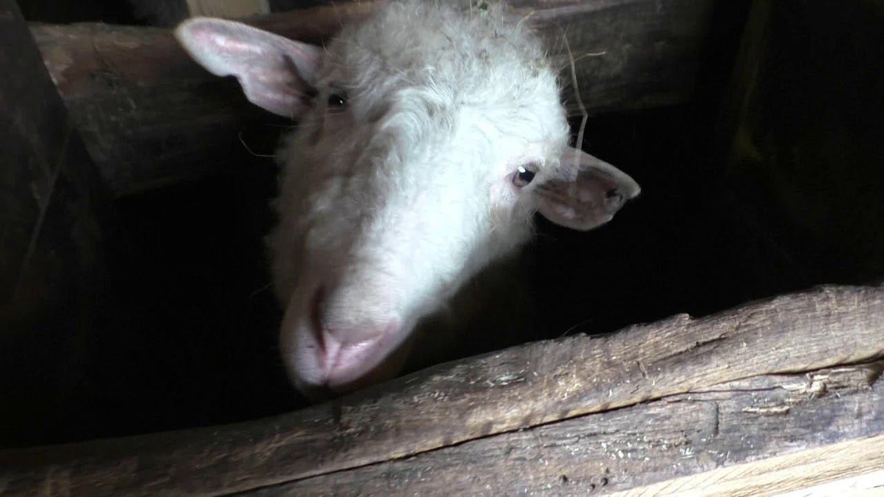 Лошадки и другие животные №9  https://youtu.be/WTFDbveyyto