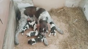 Щенки драатхара, 7дней отроду.