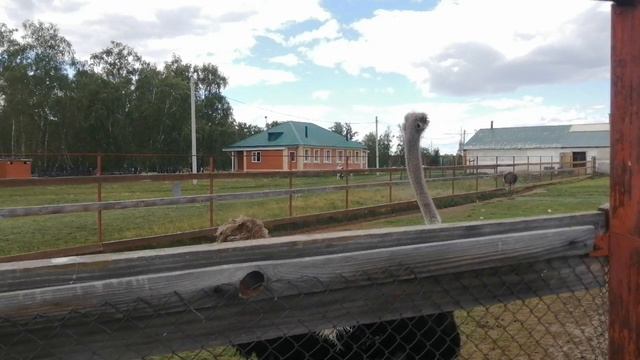 Страусы на Омской земле