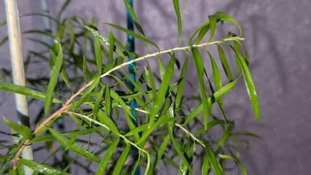 Мирт Мелалеука СП 4