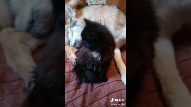 пожалейте сироту