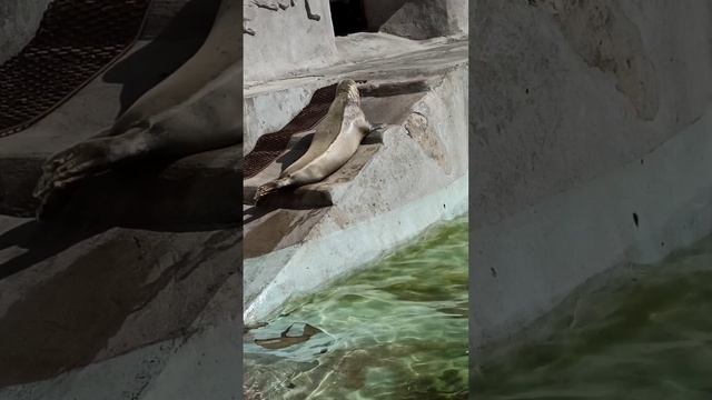 Калининградский зоопарк