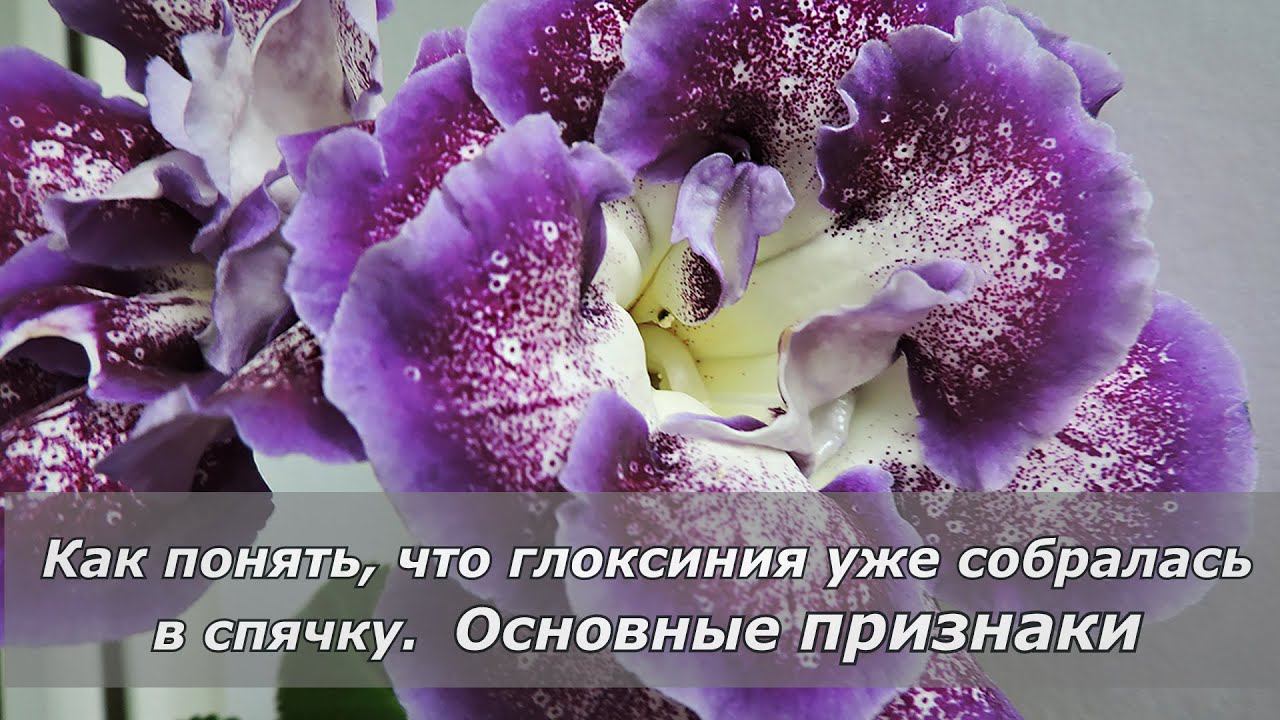 Глоксиния осенью: Когда нужно убирать глоксинии на покой.