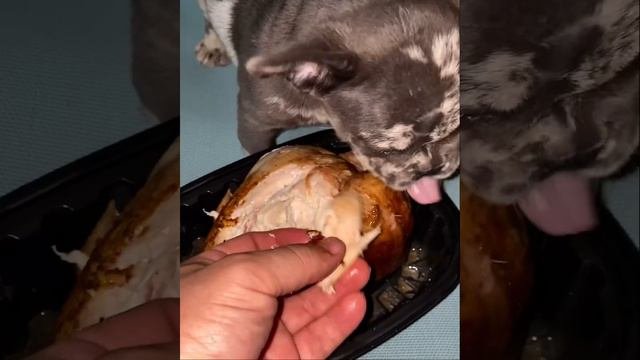 Feeding my French Bulldog Chicken.