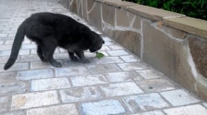 Ящерица vs Кошка