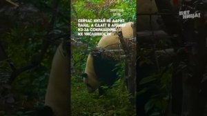 Дипломат, у которого лапки 🐼❤️
#ЗапретныйКитай — воскресенье в 12:00