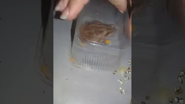 Лягушка в доме
