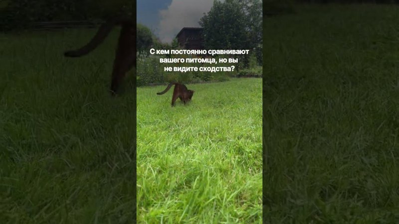 Постоянно говорят, что он дикая рысь!  А вашего как называют? #котик #рысь #абиссинскаякошка #выгул