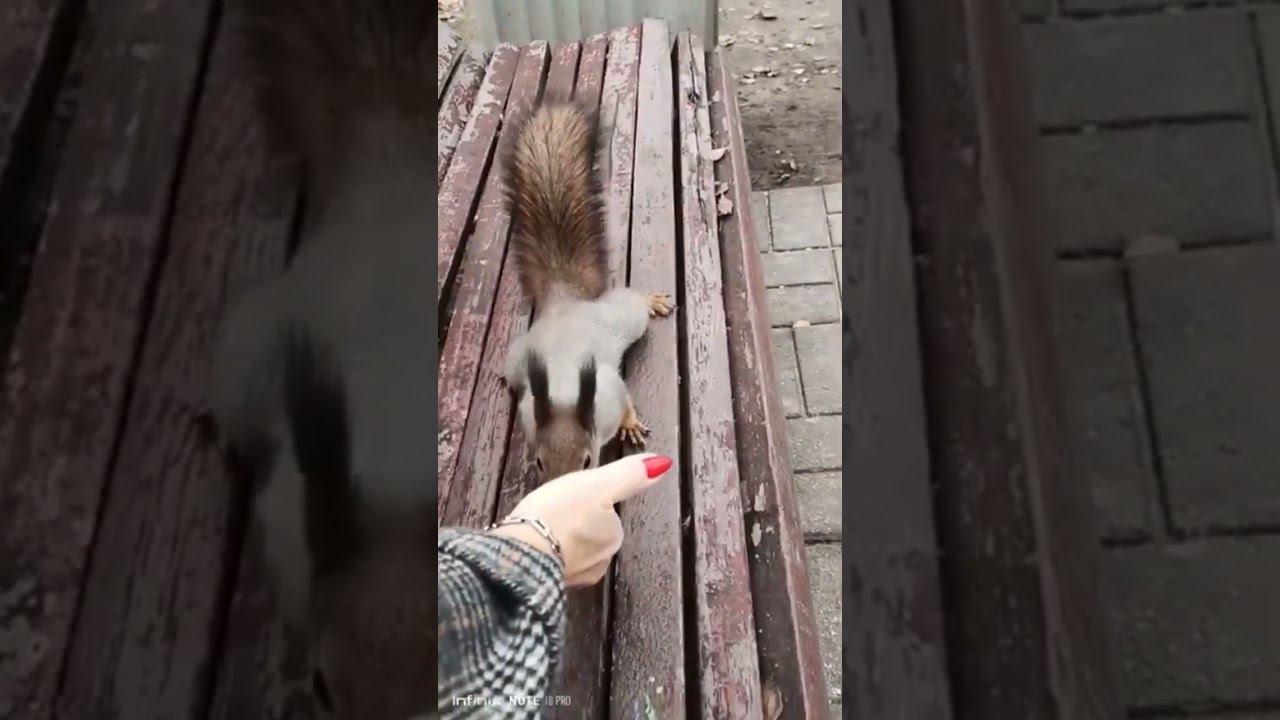 беличий обед