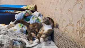 Сладкая булочка