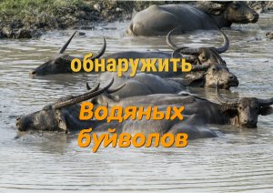 (обнаружить Водяных буйволов)
