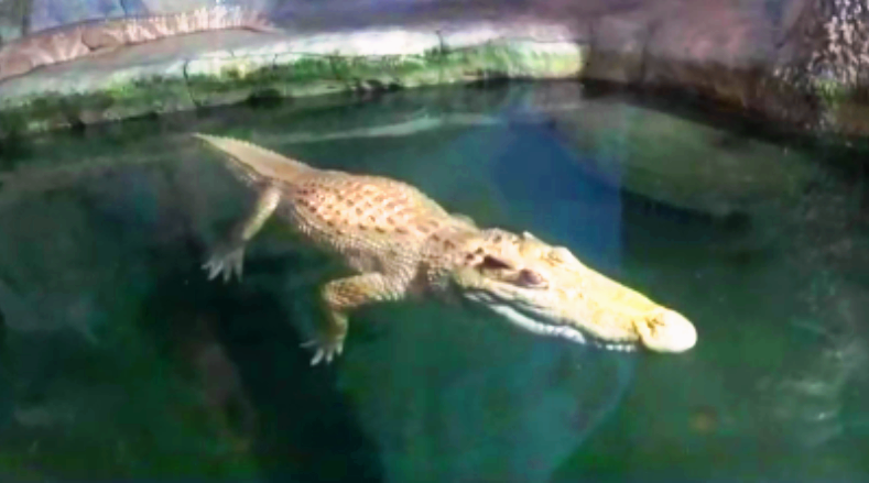 012. Крым. Ялтинский Крокодиляриум. Первый день открытия, после потопа 1.7.21.