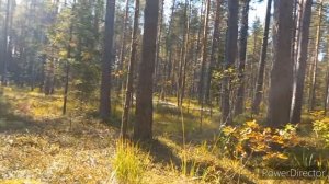 Грибы 🍄 Боровые не сдаются даже в засуху,  с Мешками по лесу пру как бурлак на Волге 🤣🤣🤣🙈🙈🙈