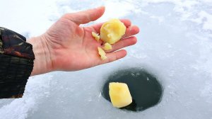 Рыба сплывается со всех берегов на это! Очень эффективная и дешевая прикормка для всей рыбы зимой.