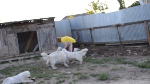 тестирование перчатки для собак