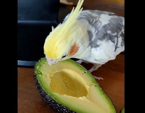 Тоша завтракает...