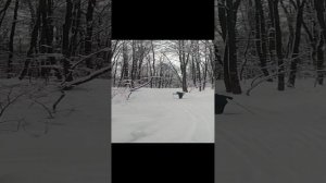 Мощный спуск с горы на лыжах