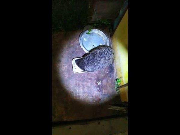 Ёжик чавкает на даче_3