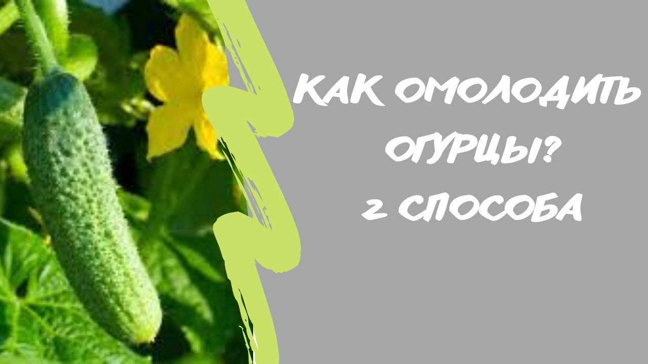 Как омолодить огурцы? 2 способа?