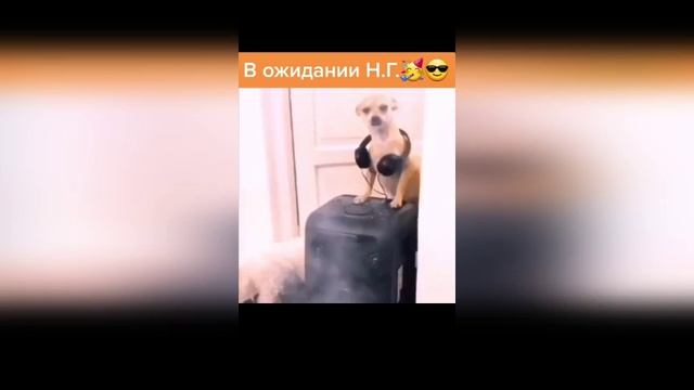 Самые смешные животные / Приколы с котами и собаками 2022 (# 39)