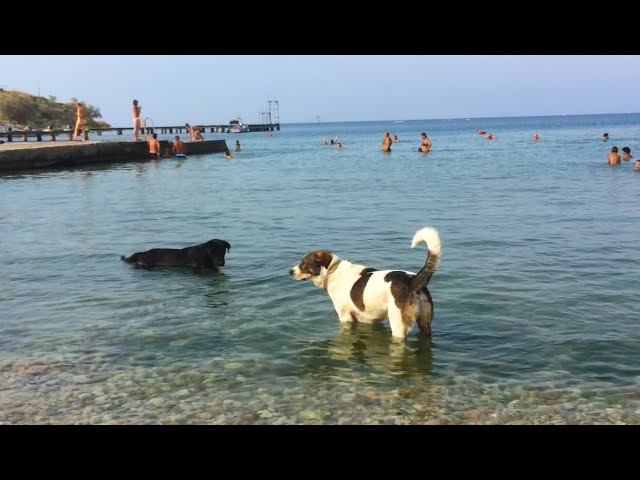 Уличные собаки на отдыхе Street dogs on vacation