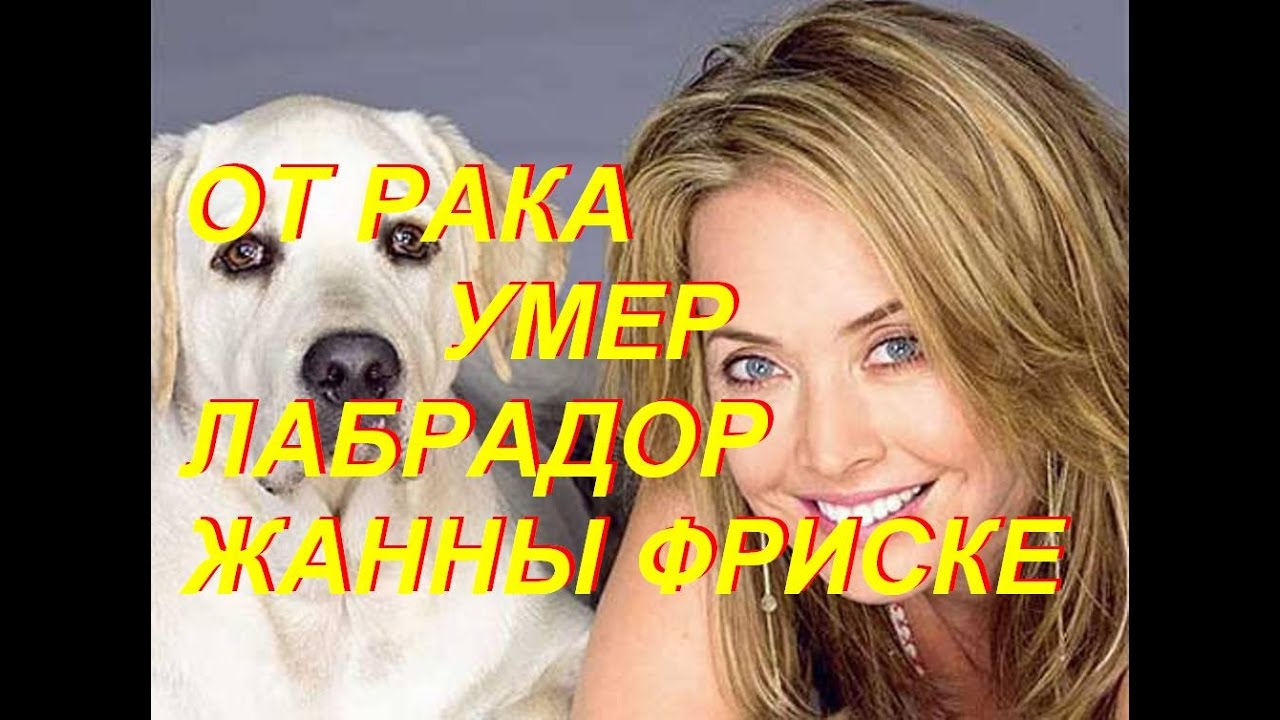 Рак унес жизнь любимого лабрадора Жанны Фриске