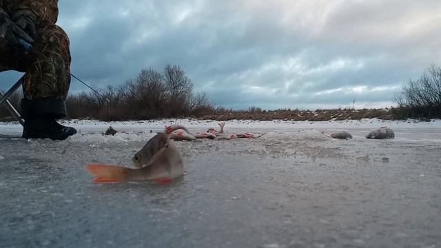 Бешеный клёв окуня!